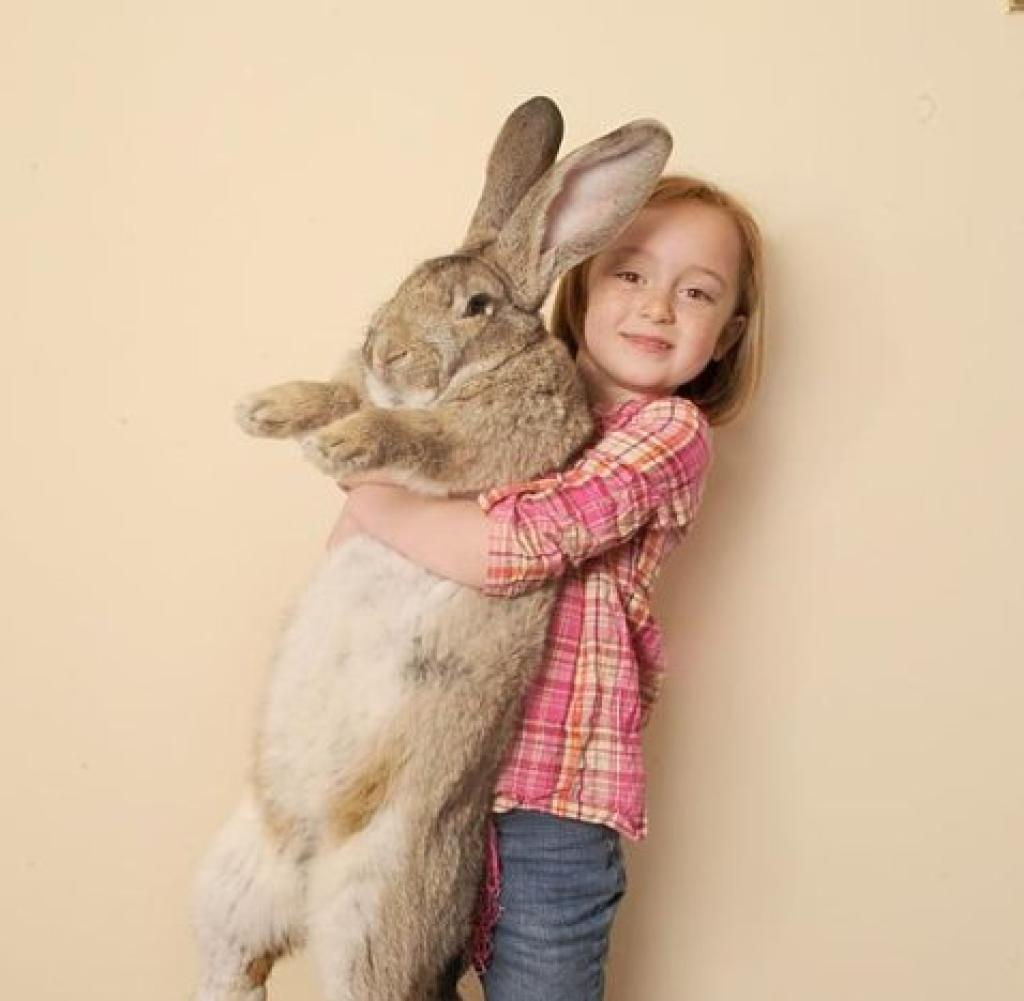 1205.Gedicht, Deutsche Riesen gibts wohl nur im Stall! ©Frank Sander ...